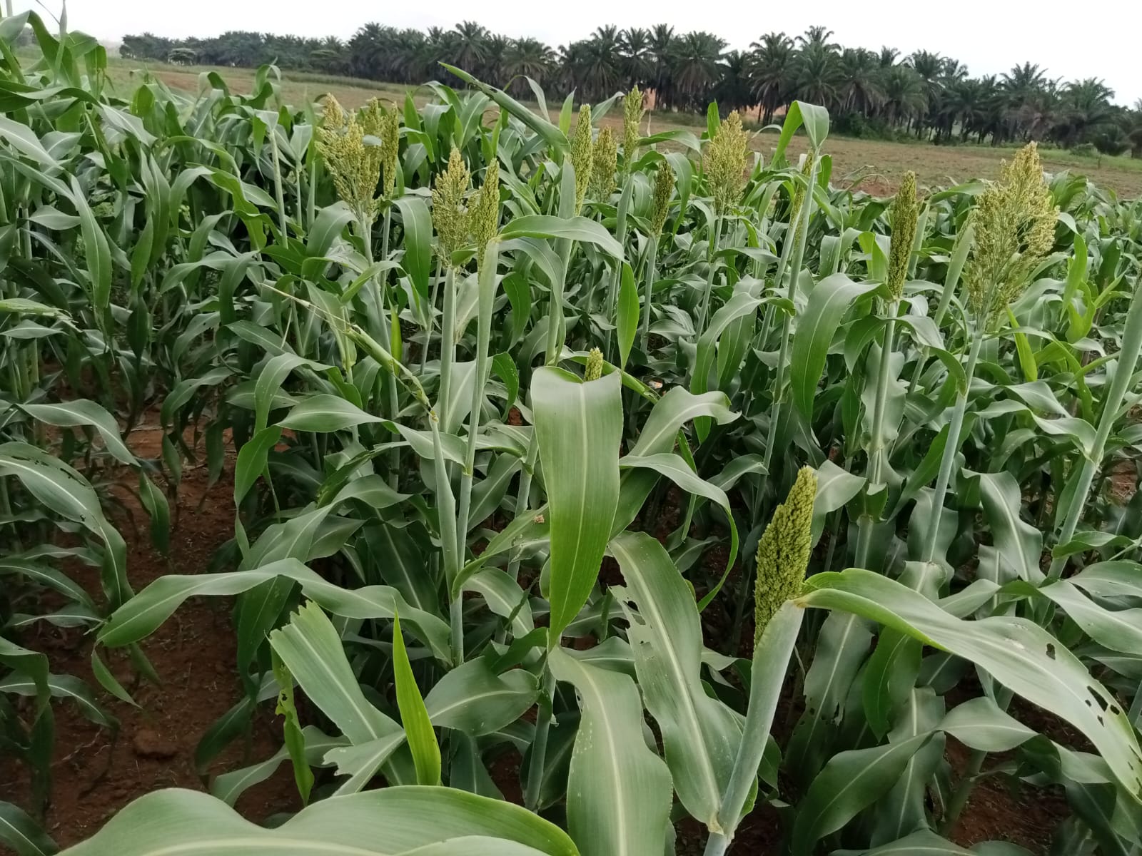 KALRO supports Busia vulnerable groups with indigenous seeds - KENYA ...